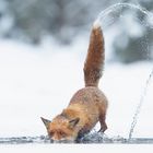 Fuchs beim Fischen Foto & Bild | tiere, zoo, wildpark & falknerei ...