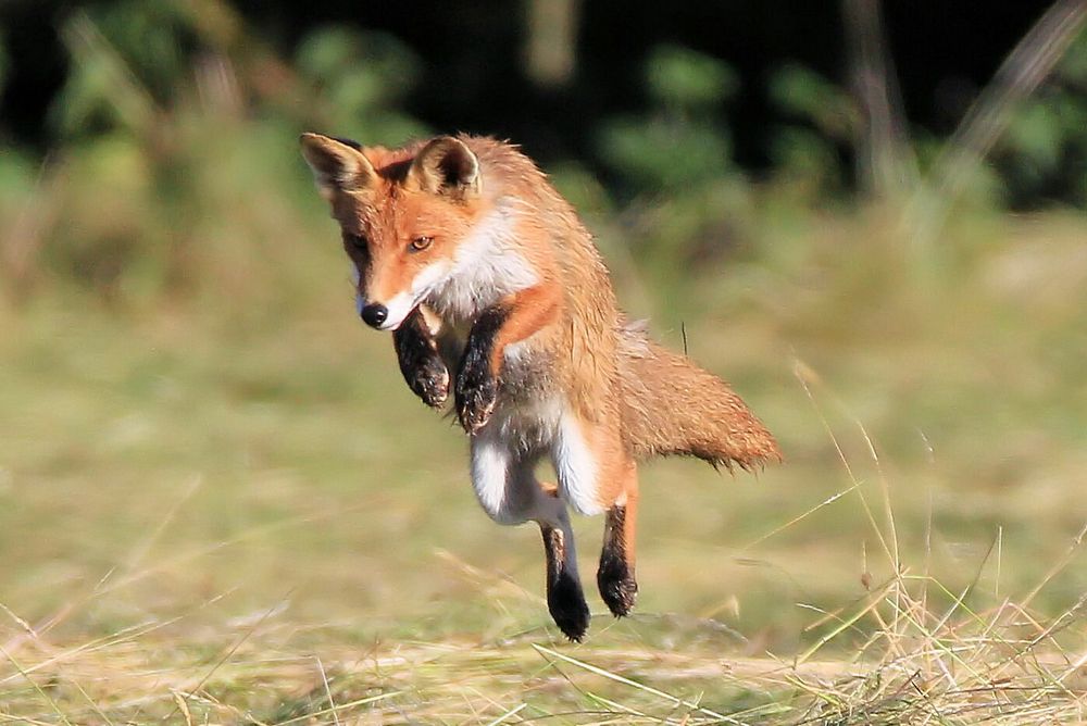 Fuchs Beutesprung,jpg Foto & Bild | tiere, wildlife, säugetiere Bilder ...