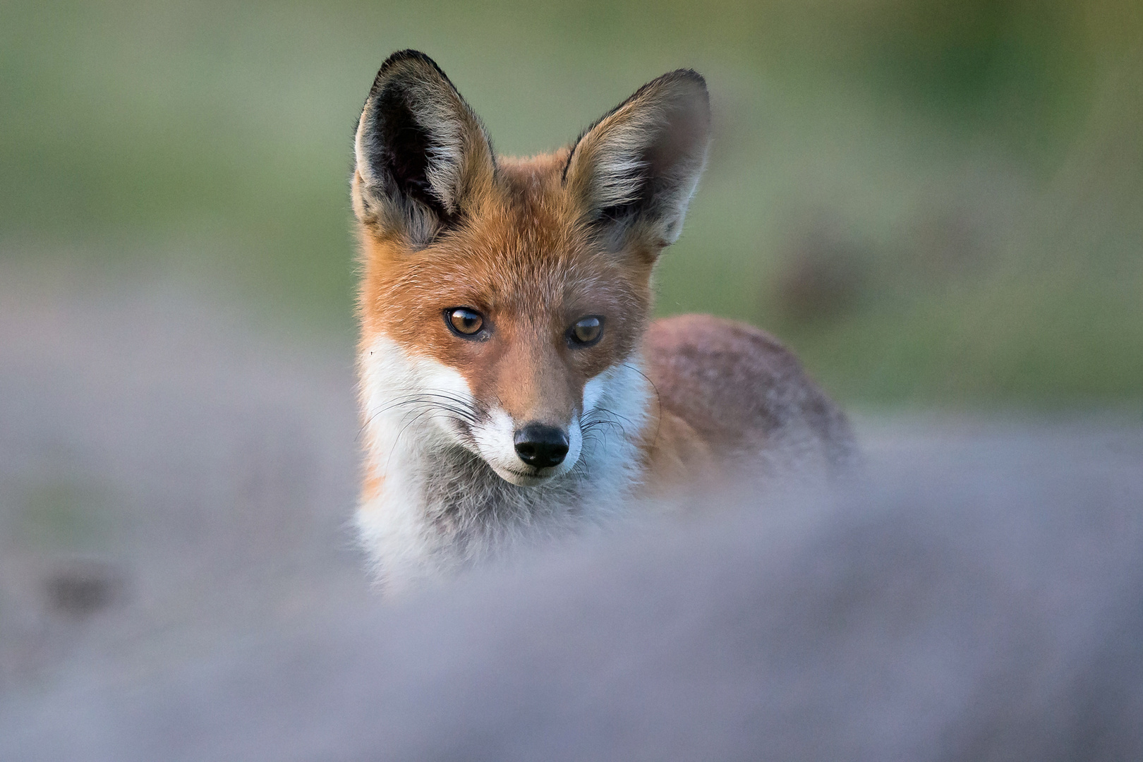 Fuchs Foto & Bild | tiere, wildlife, rotfuchs Bilder auf fotocommunity