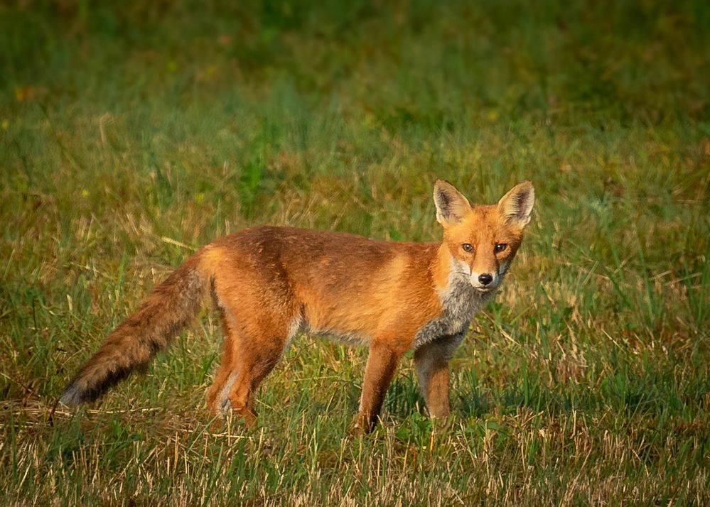 Fuchs Foto & Bild | tiere, wildlife, wildlife: sonstige tiere Bilder ...