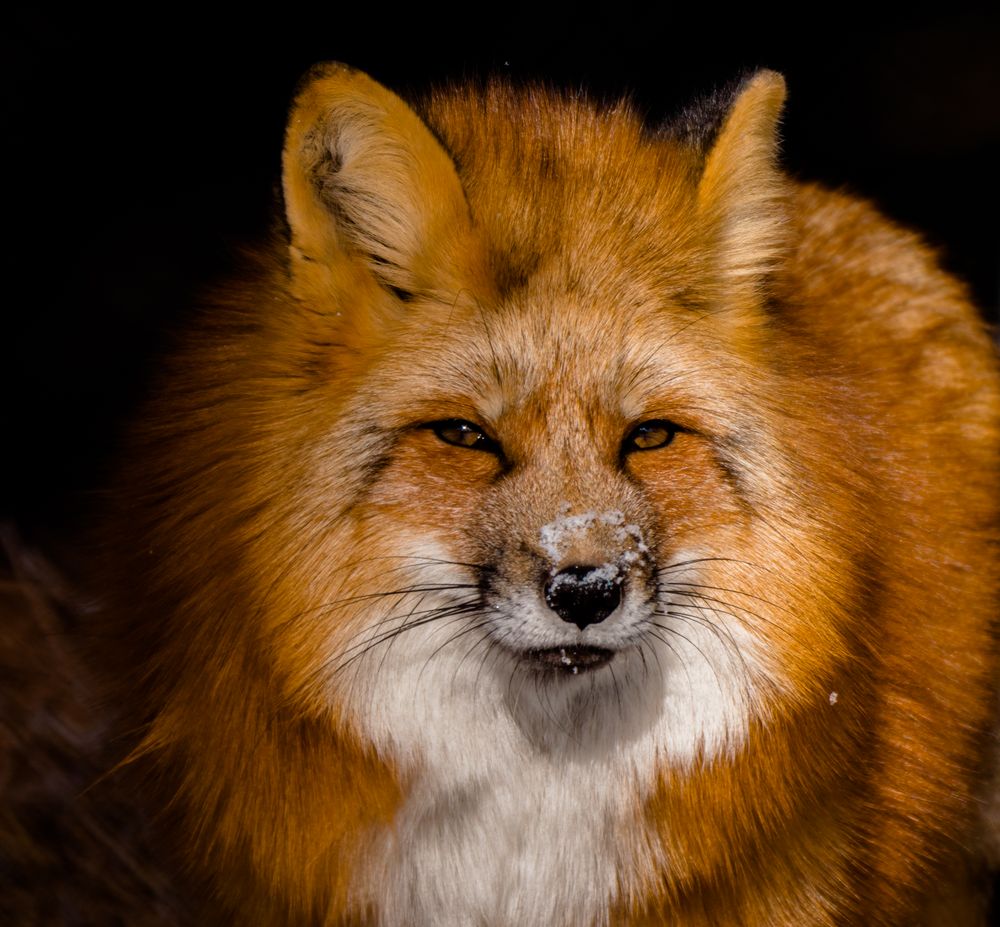 Fuchs Foto & Bild | tiere, zoo, wildpark & falknerei, säugetiere Bilder ...