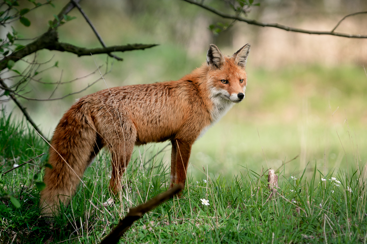 Fuchs Foto & Bild | tiere, wildlife, säugetiere Bilder auf fotocommunity