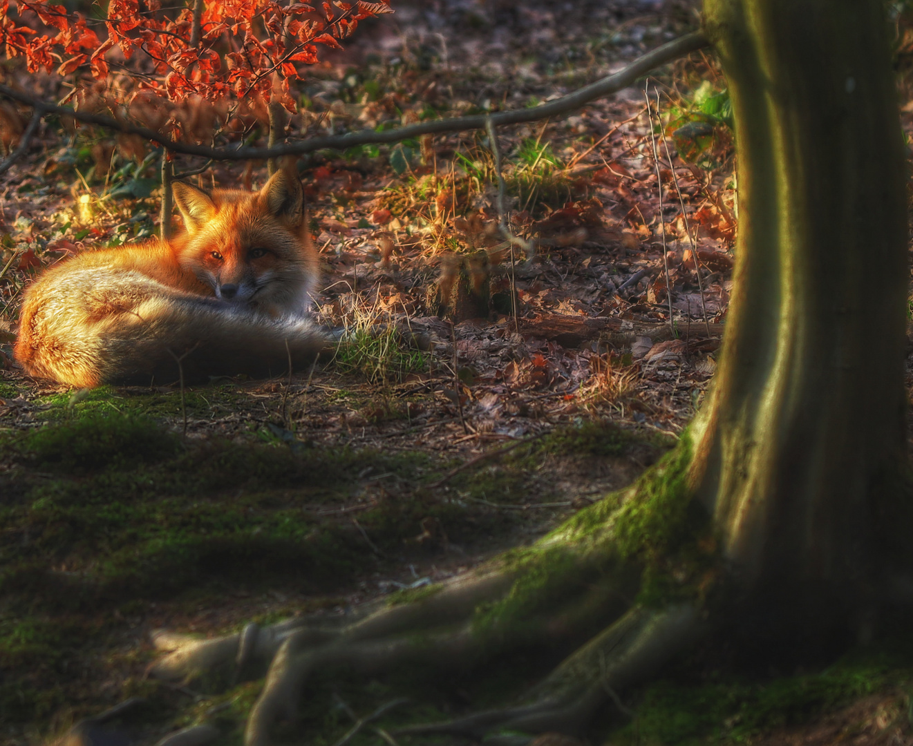 Fuchs Foto & Bild | fotos, himmel, natur Bilder auf fotocommunity