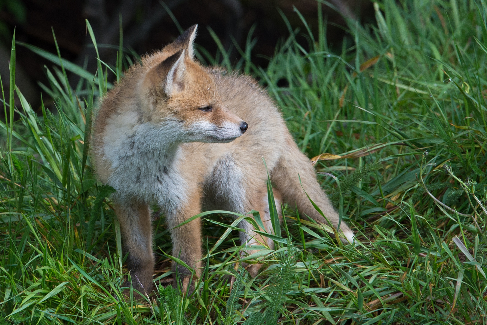 Fuchs Foto & Bild | natur, tiere, wildlife Bilder auf fotocommunity