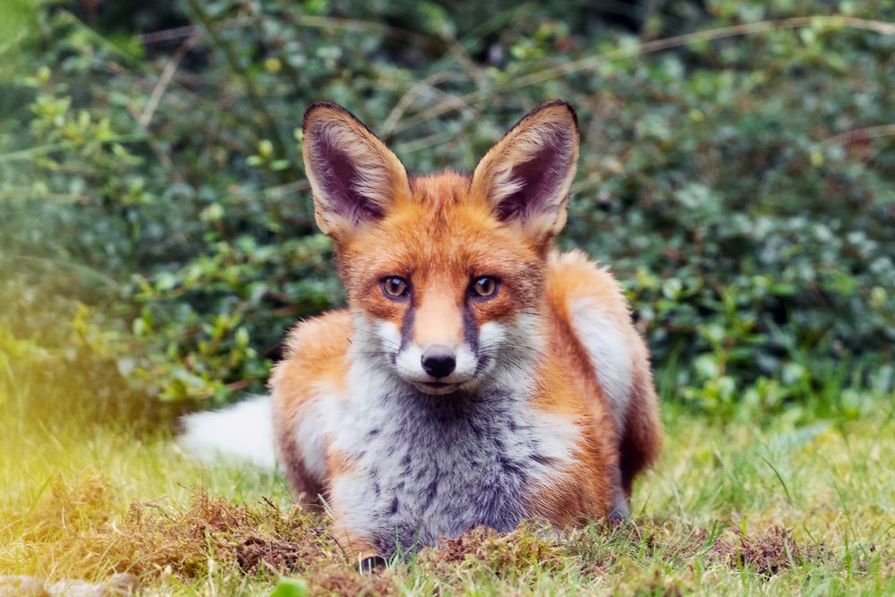 Fuchs Foto & Bild | natur, tiere, wildlife Bilder auf fotocommunity