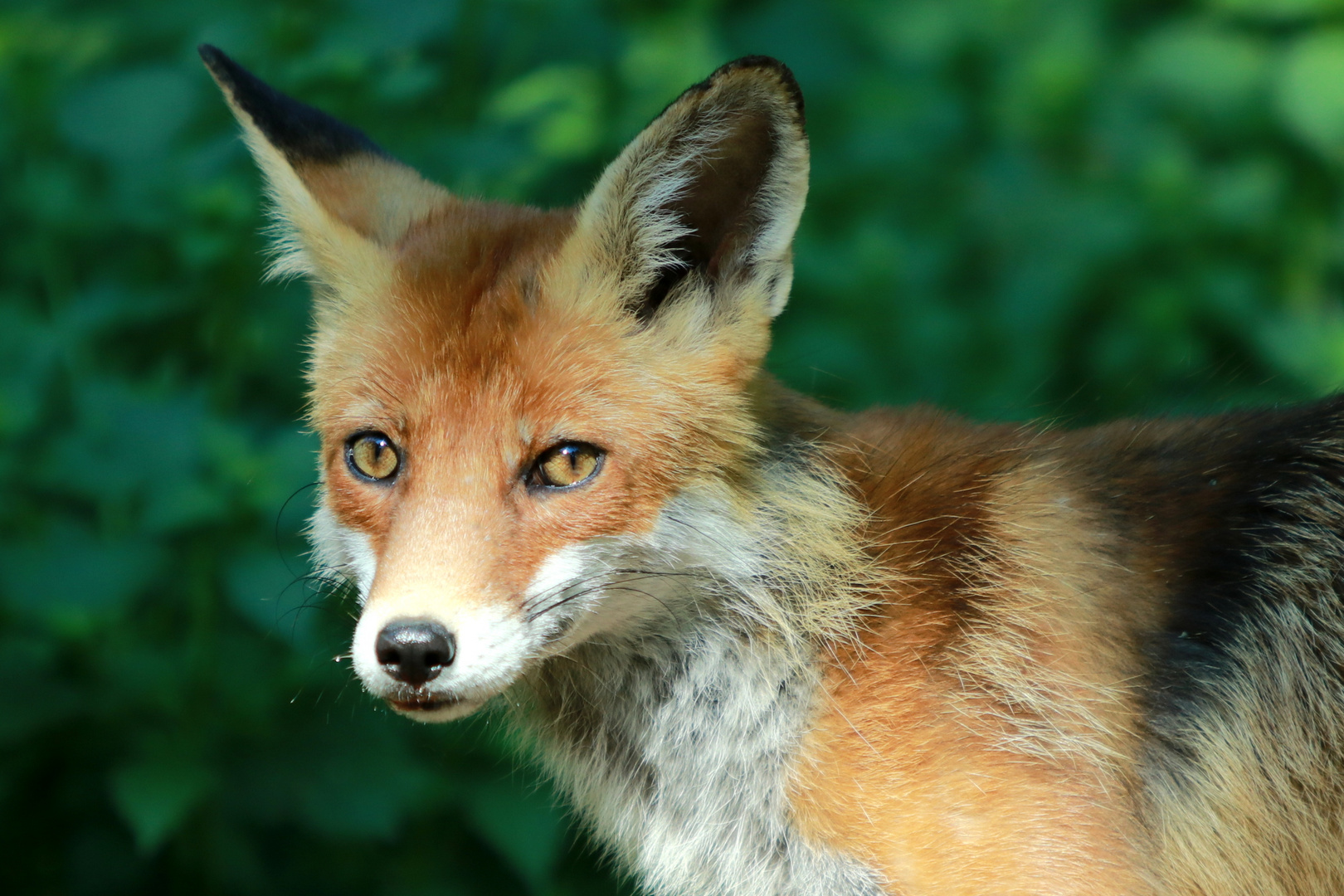 Fuchs (Fehe) zeigt sich mal wieder II Foto & Bild | tiere, wildlife ...