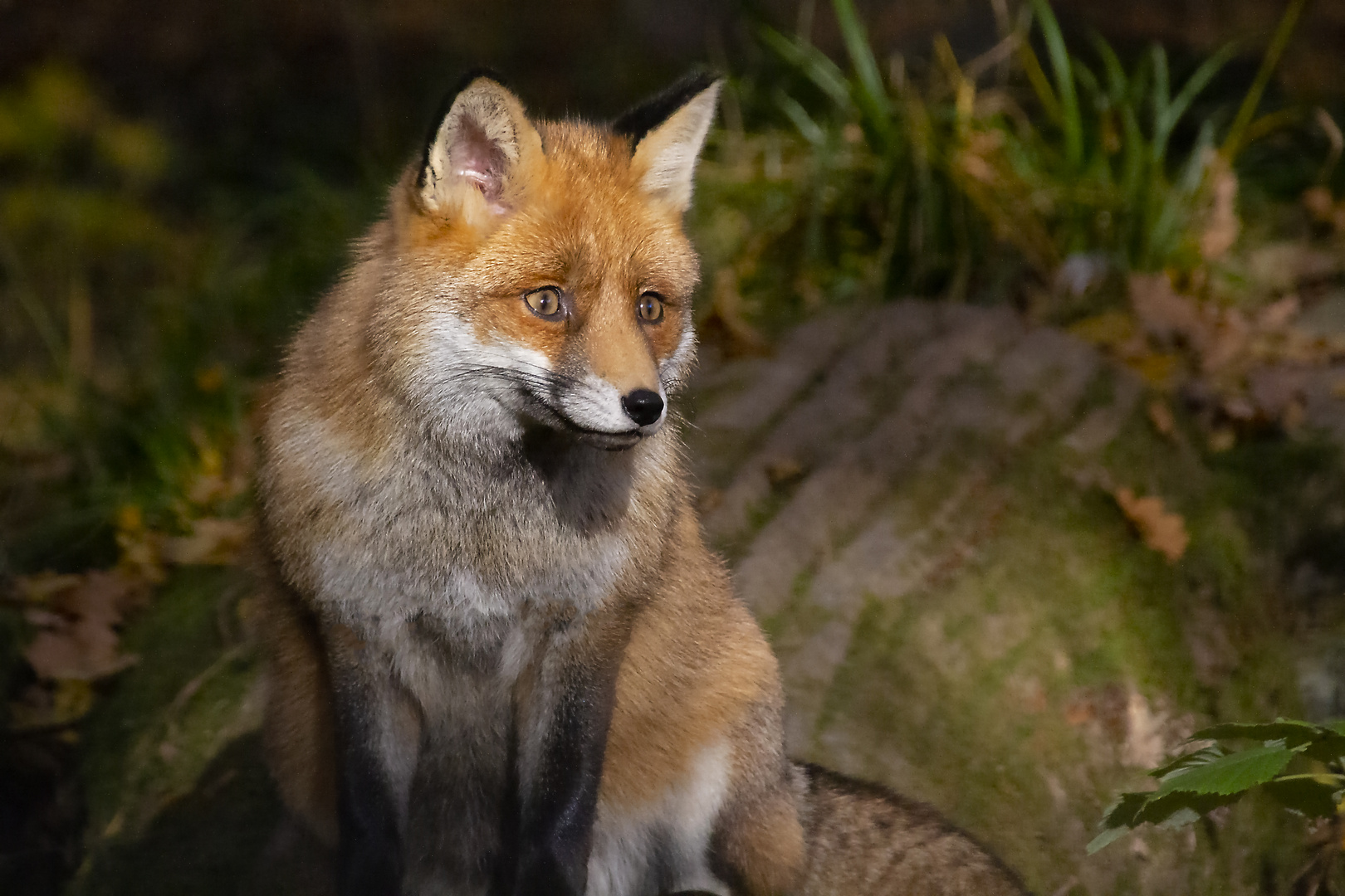Fuchs im Bilsteintal Foto & Bild | tiere, zoo, wildpark & falknerei ...