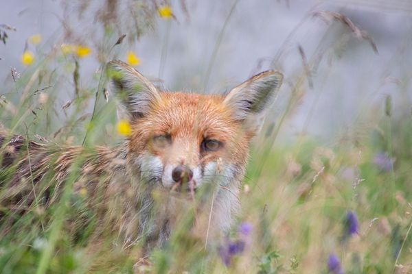 Raubtiere Bilder & Fotos