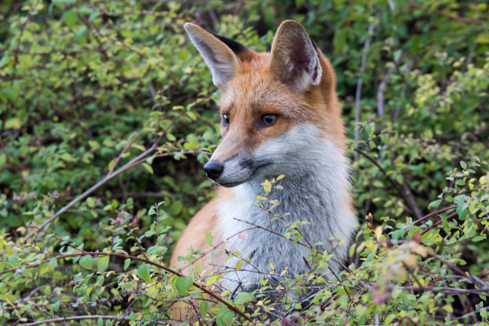 Fuchs im Portrait Foto & Bild | tiere, tierdetails, natur Bilder auf ...
