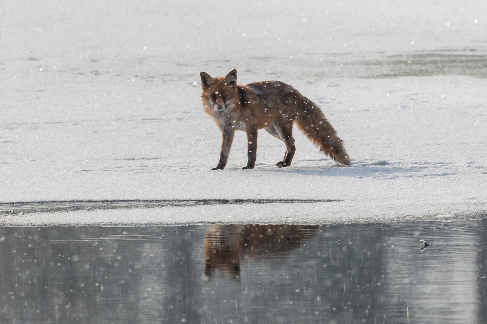 Fuchs im Schnee Foto & Bild | deutschland, europe, brandenburg Bilder ...