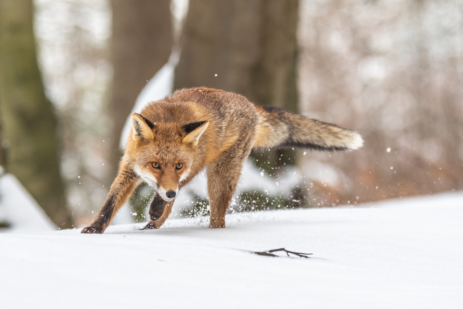 Fuchs im Schnee Foto & Bild | tiere, jahreszeiten, winter Bilder auf ...