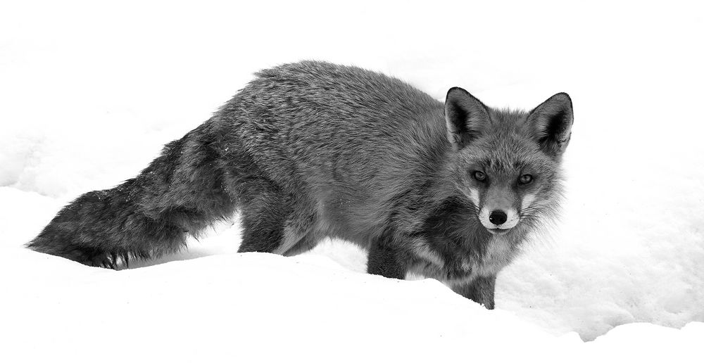 Fuchs im Schnee Foto & Bild | tiere, zoo, wildpark & falknerei ...