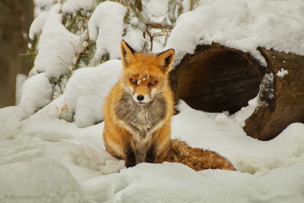 Fuchs im Schnee ... Foto & Bild | tiere, wildlife, zoo, wildpark ...