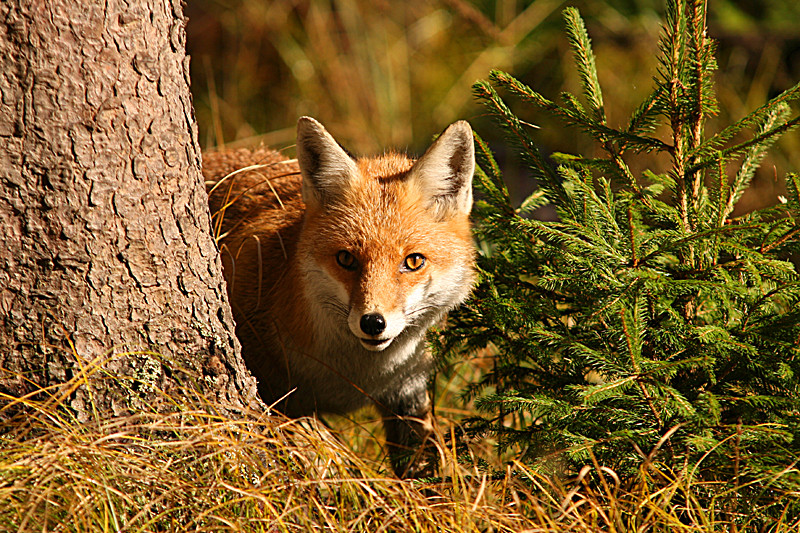 Fuchs im Spessartwald Foto & Bild | tiere, natur Bilder auf fotocommunity
