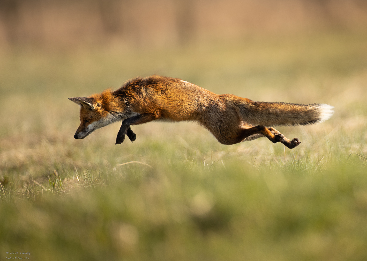 Fuchs im Sprung-1 Foto & Bild | natur, tiere, wildlife Bilder auf ...