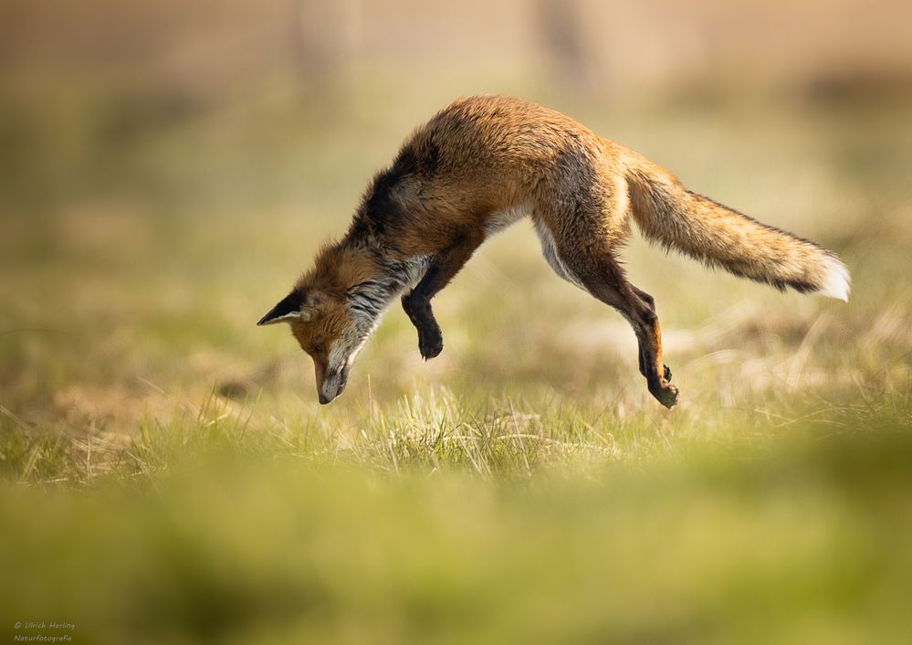 Fuchs im Sprung 2-1 Foto & Bild | natur, tiere, wildlife Bilder auf fotocommunity