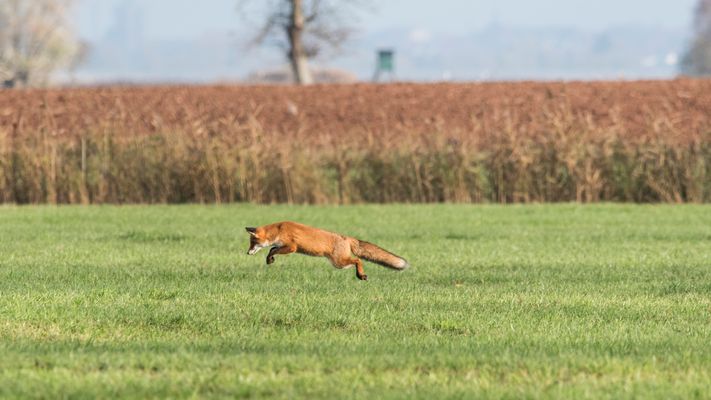 Säugetiere Bilder & Fotos