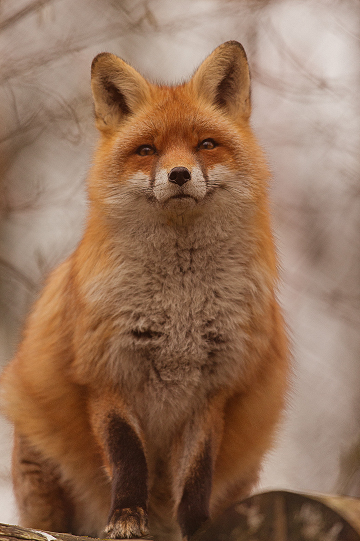 Fuchs im Tierpark Goldau Foto & Bild | tiere, zoo, wildpark & falknerei ...