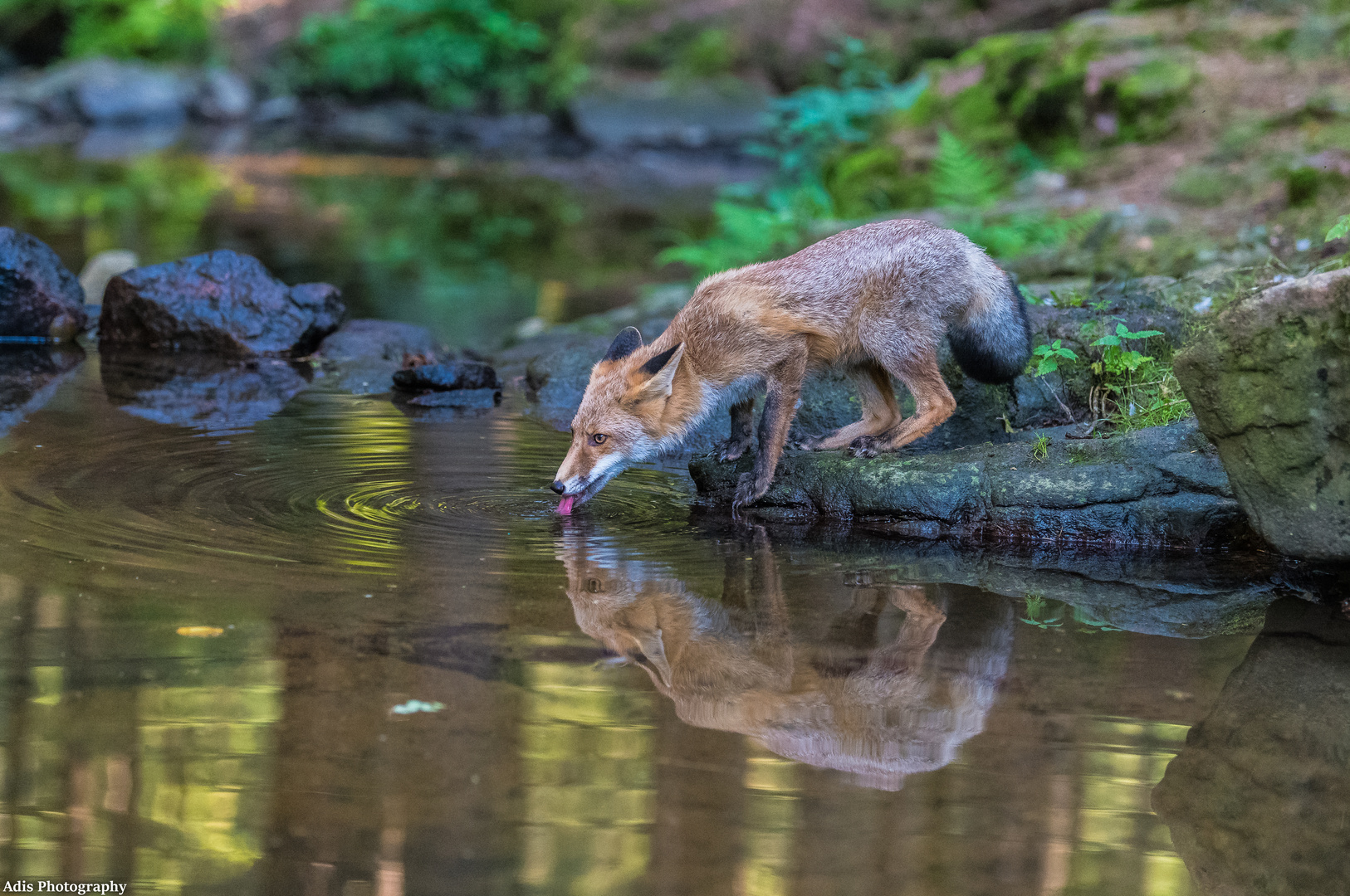 Fuchs im Wald :-) Foto & Bild | tiere, workshop tschechien, fotos ...