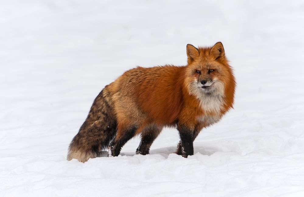 Fuchs im Winter - 2 Foto & Bild | tiere, natur Bilder auf fotocommunity