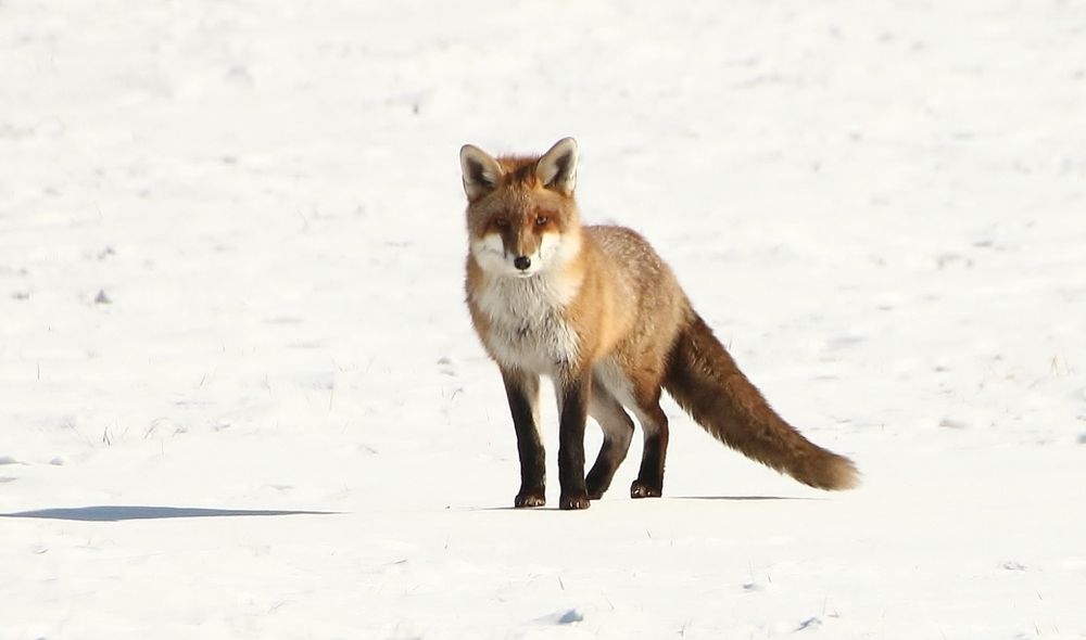 Fuchs im Winter Foto & Bild | tiere, wildlife, natur Bilder auf ...
