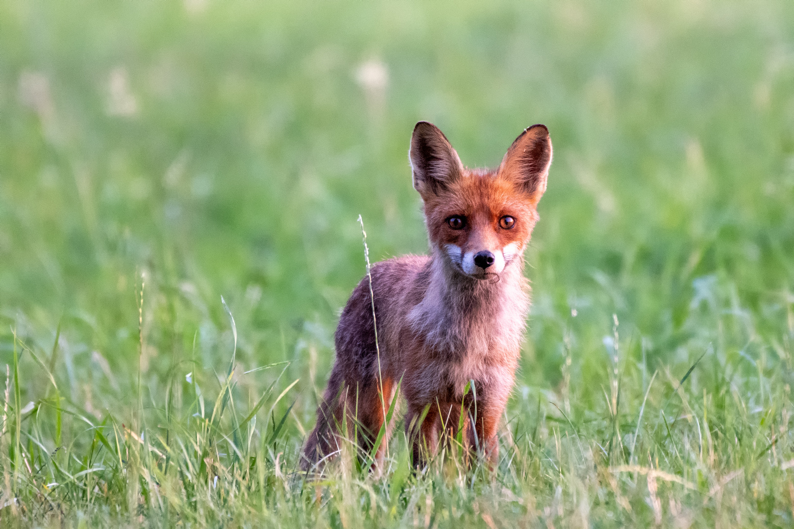 Fuchs in der Wiese Foto & Bild | tiere, wildlife, säugetiere Bilder auf ...