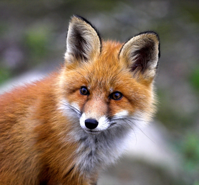 Fuchs in freier Wildbahn Foto & Bild | tiere, wildlife, säugetiere ...