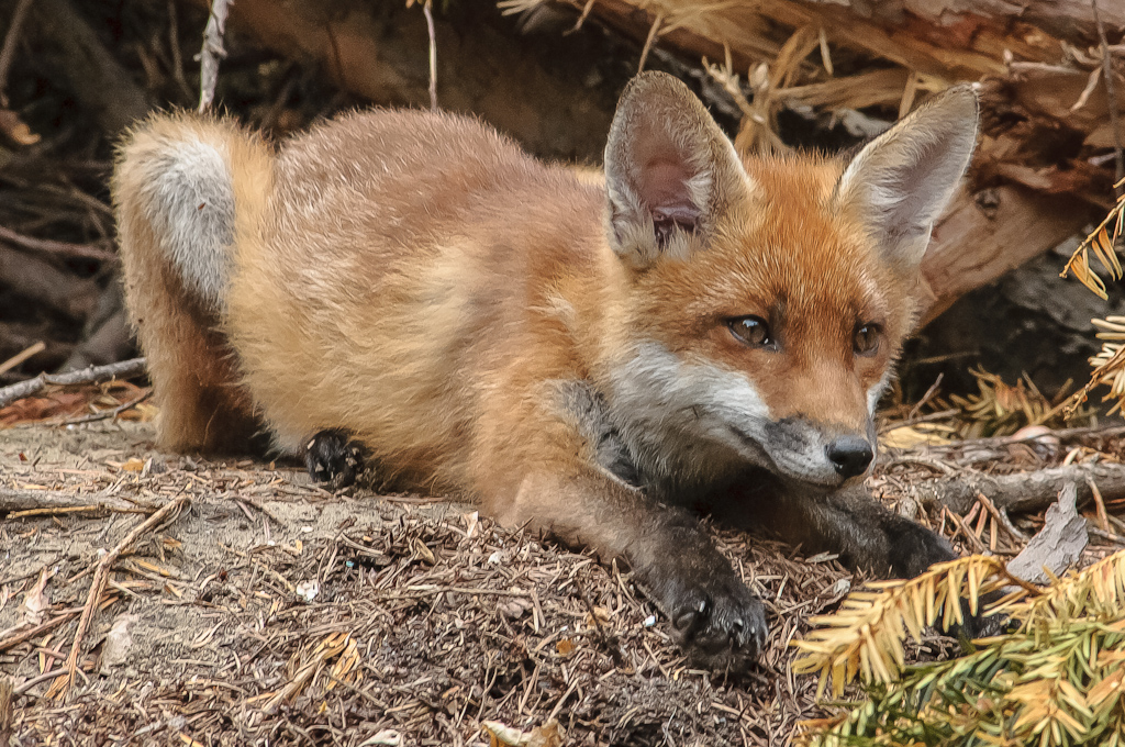 Fuchs Jungtier ca. 3 Monate alt Foto & Bild | tiere, tierkinder, füchse ...