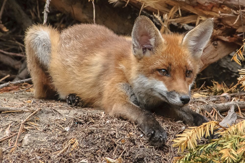 Fuchs Jungtier ca. 3 Monate alt Foto & Bild | tiere, tierkinder, füchse ...
