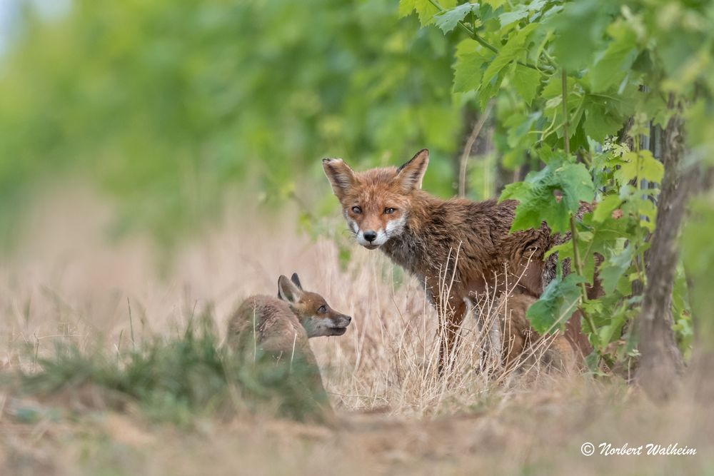 Fuchs mit Nachwuchs Foto & Bild | natur, tiere, wildlife Bilder auf fotocommunity