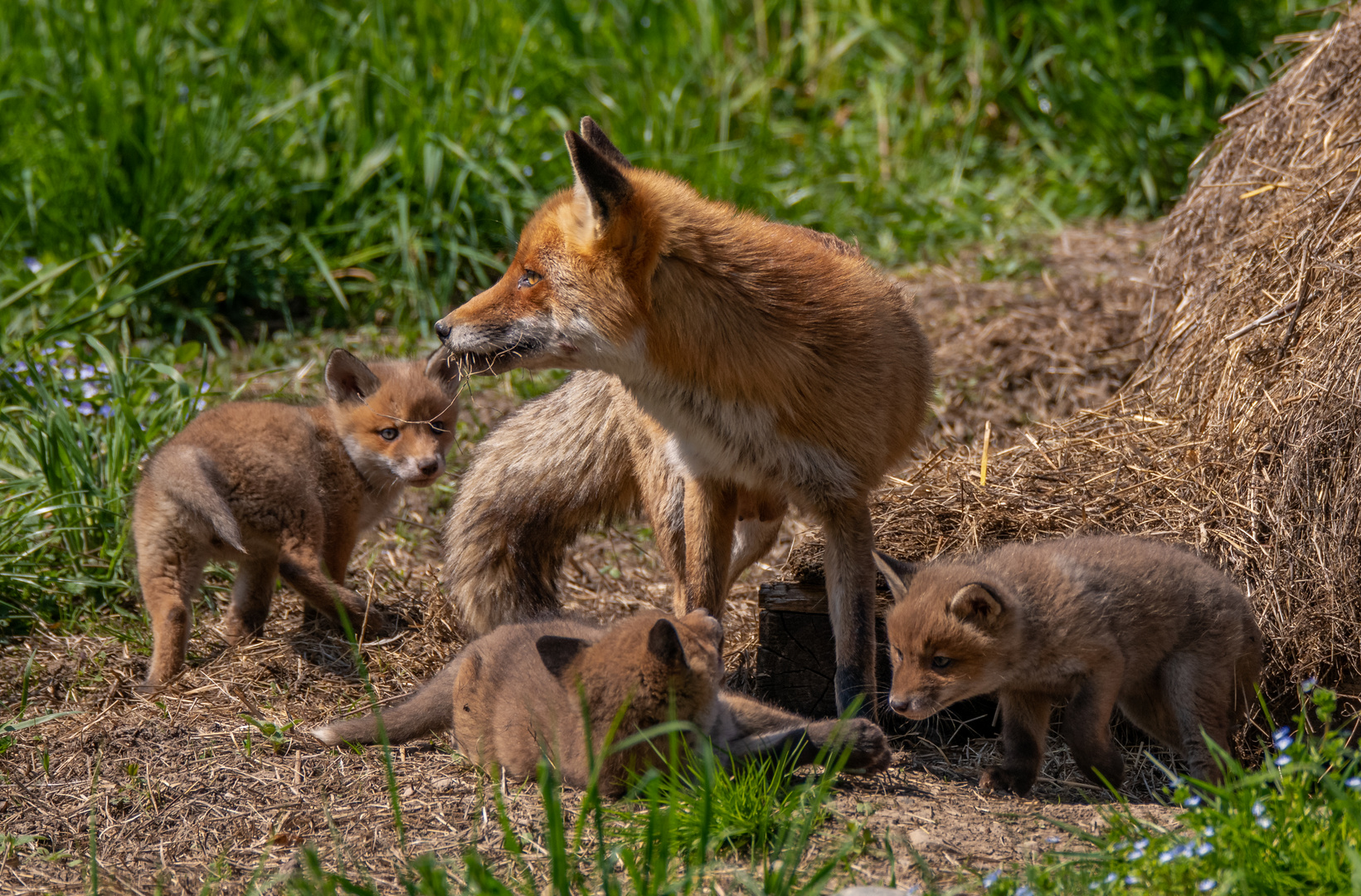 Fuchs-Mutter mit Welpen Foto & Bild | tiere, zoo, wildpark & falknerei ...