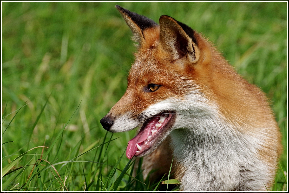 Fuchs Porträt Foto & Bild | tiere, wildlife, säugetiere Bilder auf ...