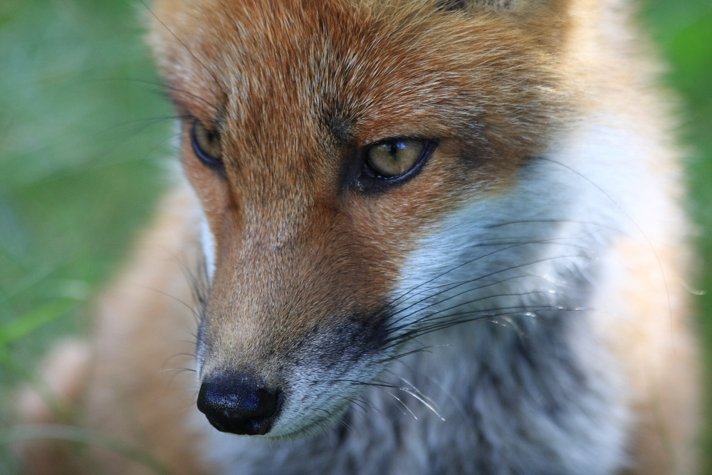 Fuchs-"Porträt" Foto & Bild | tiere, natur Bilder auf fotocommunity