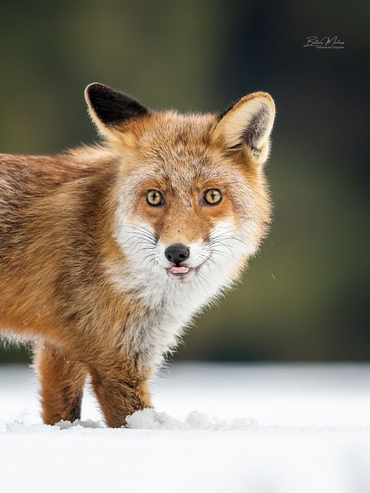 Fuchs Portrait Foto & Bild | tiere, fotos, natur Bilder auf fotocommunity