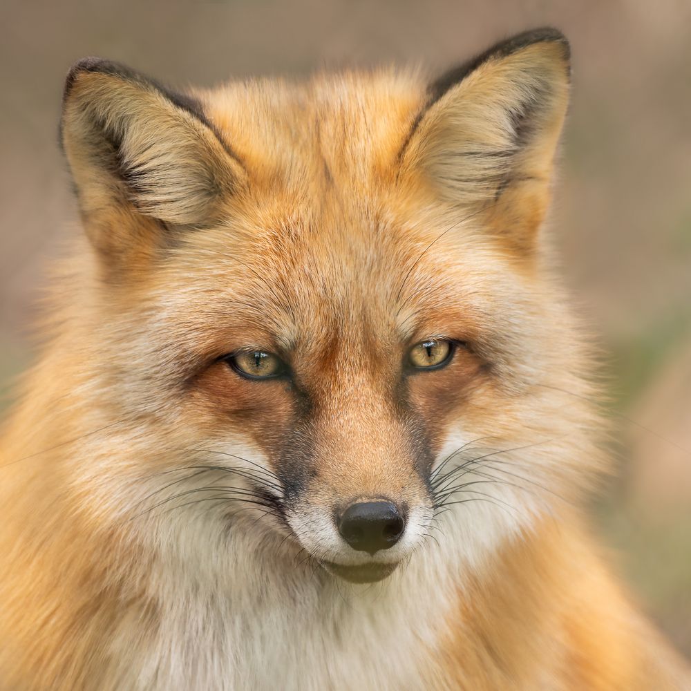 Fuchs-Portrait Foto & Bild | portrait, tiere, raubtiere Bilder auf ...