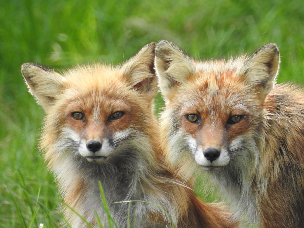 Fuchs und Füchsin Foto & Bild | world, natur, europa Bilder auf ...