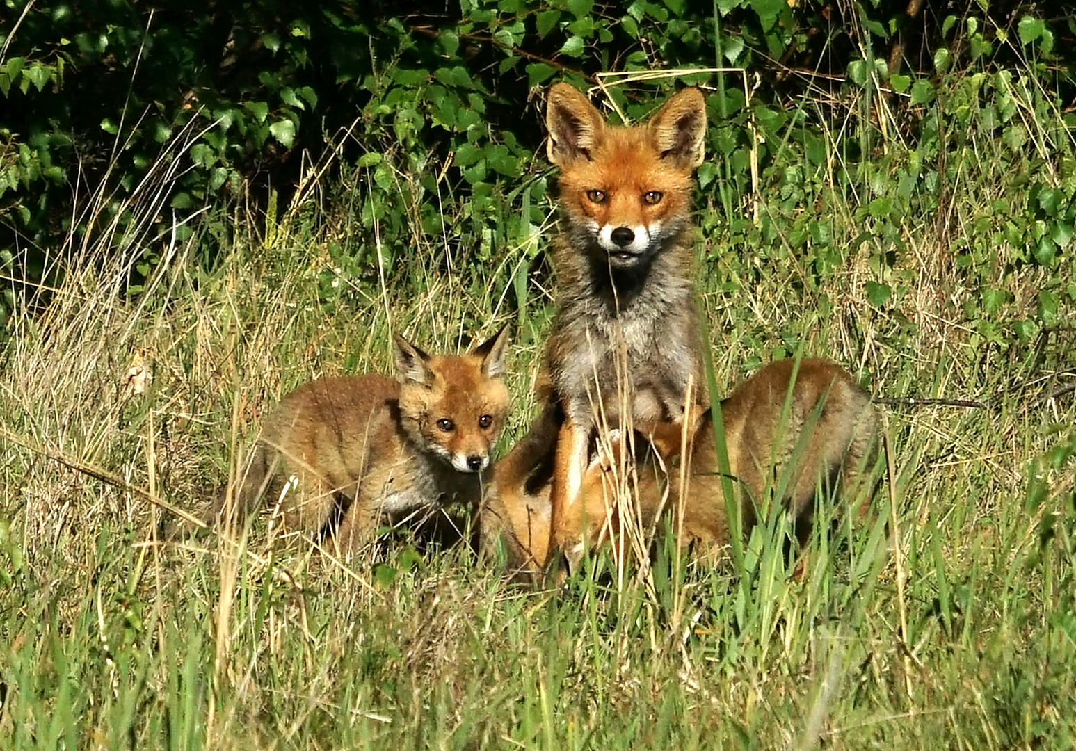Fuchs V Foto & Bild | wildlife, füchse Bilder auf fotocommunity