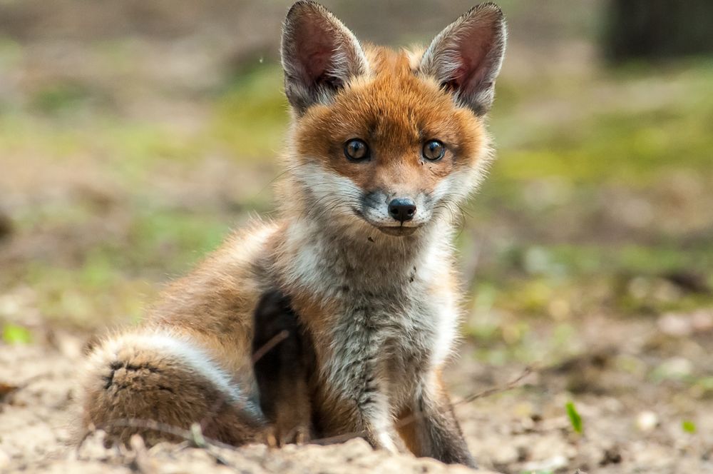 Fuchs Welpe #02 Foto & Bild | tiere, tierkinder, füchse Bilder auf ...