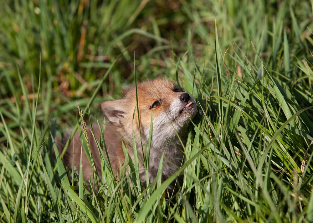 Fuchs Welpe Foto & Bild | tiere, wildlife, säugetiere Bilder auf ...