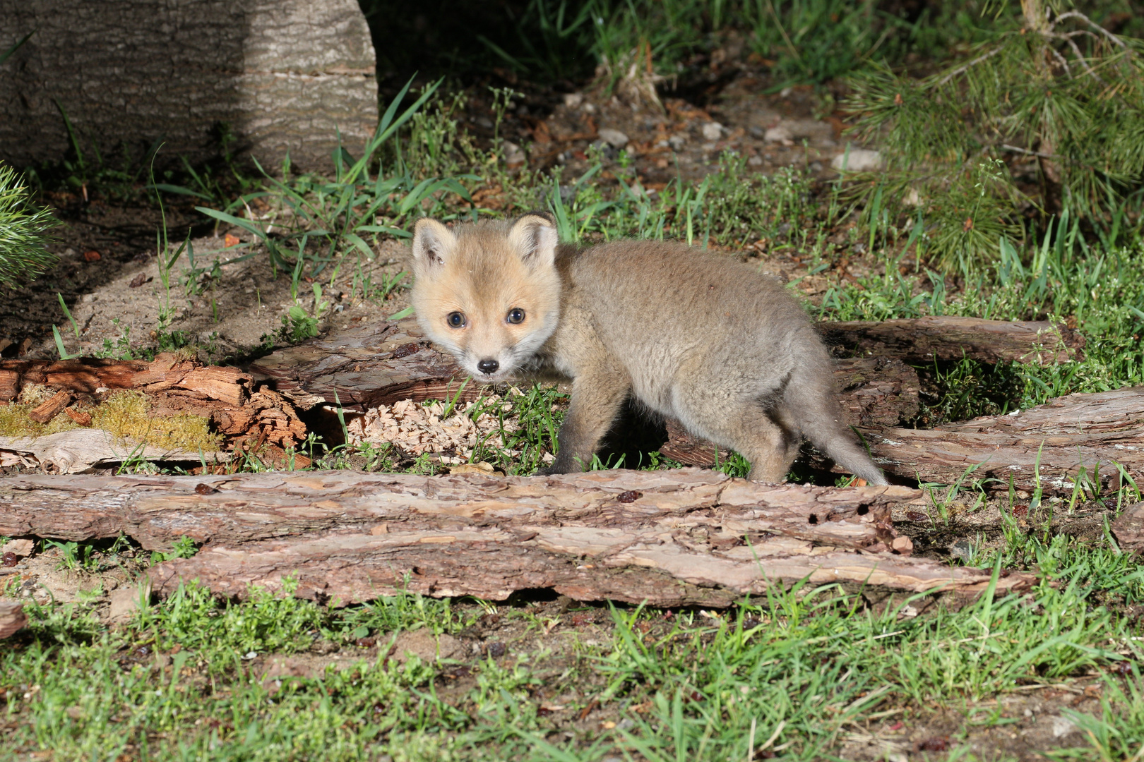 Fuchs-Welpe Foto & Bild | natur, wildlife, wild Bilder auf fotocommunity