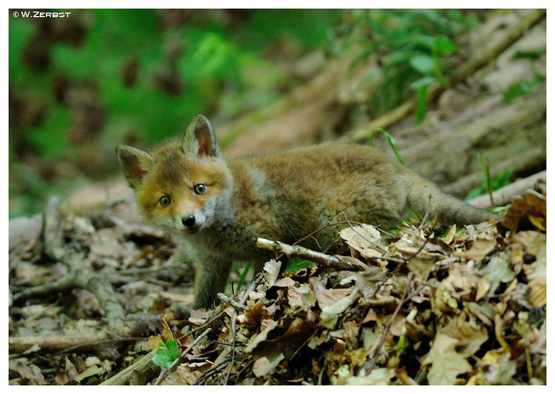 - Fuchs - Welpe Nr. 2 - ( Vulpes vulpes ) Foto & Bild | tiere, wildlife ...