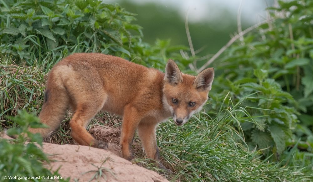 -Fuchs Welpe - ( Vulpes vulpes ) Foto & Bild | fotos, natur, tiere ...