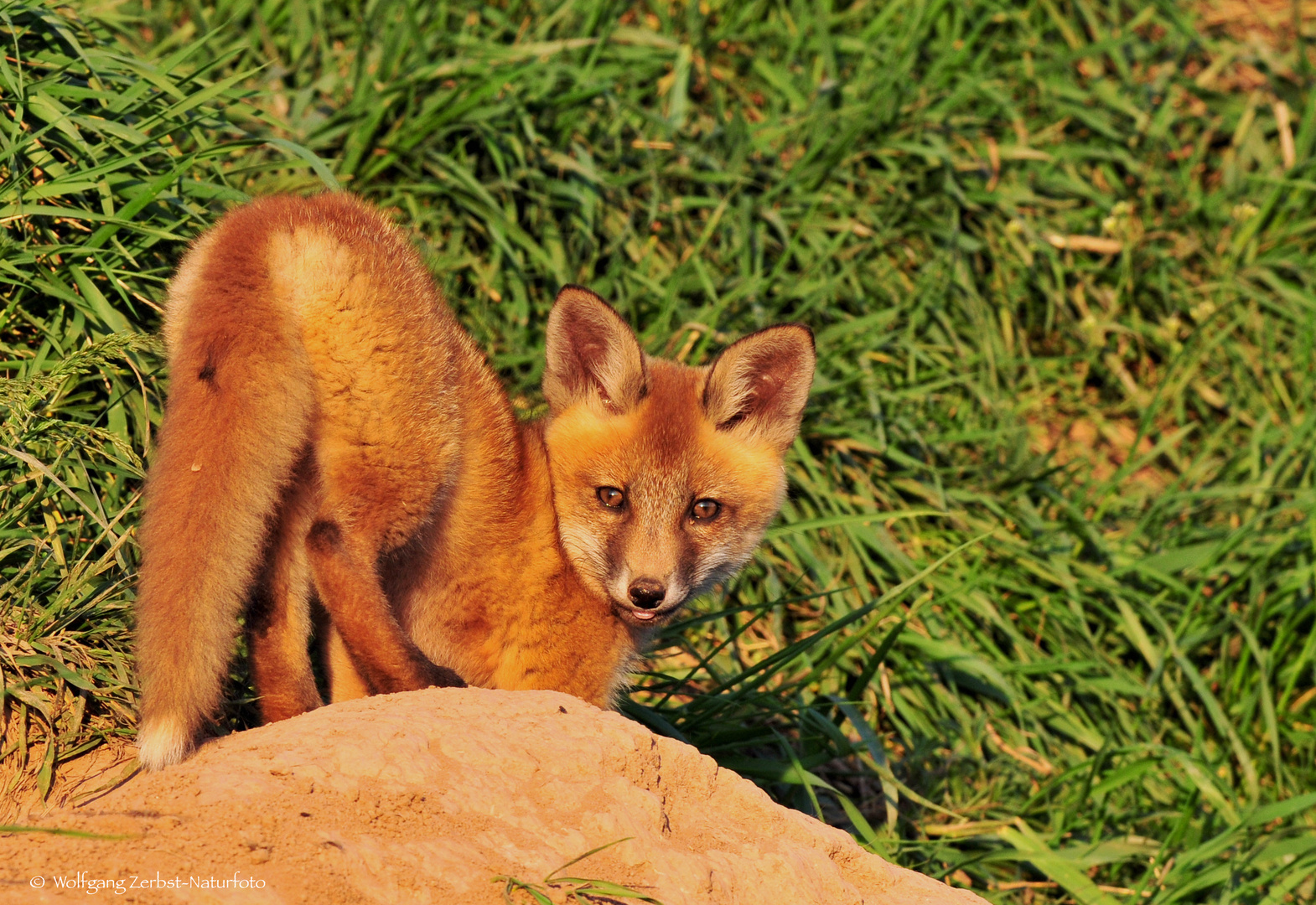 - FUCHS WELPE - ( Vulpes vulpes ) Foto & Bild | fotos, world, natur ...