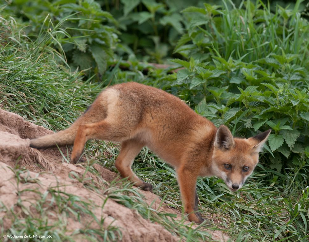 Fuchs Welpe --- ( Vulpes vulpes ) Foto & Bild | fotos, world, hunde ...