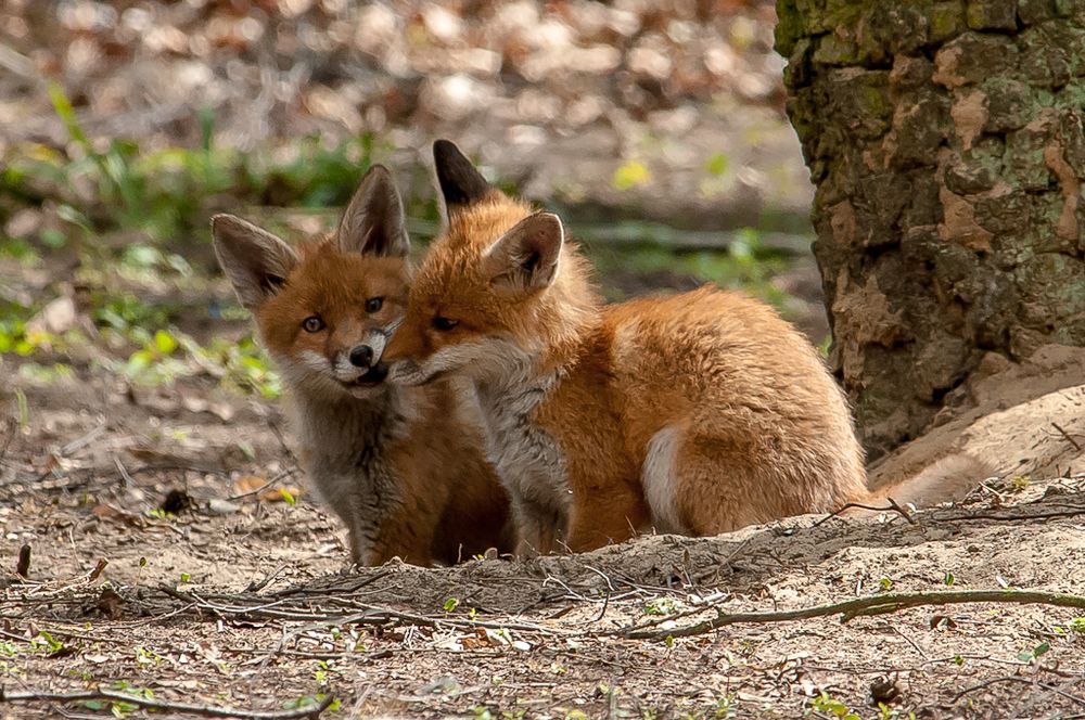 Fuchs Welpen #03 Foto & Bild | tiere, tierkinder, füchse Bilder auf ...