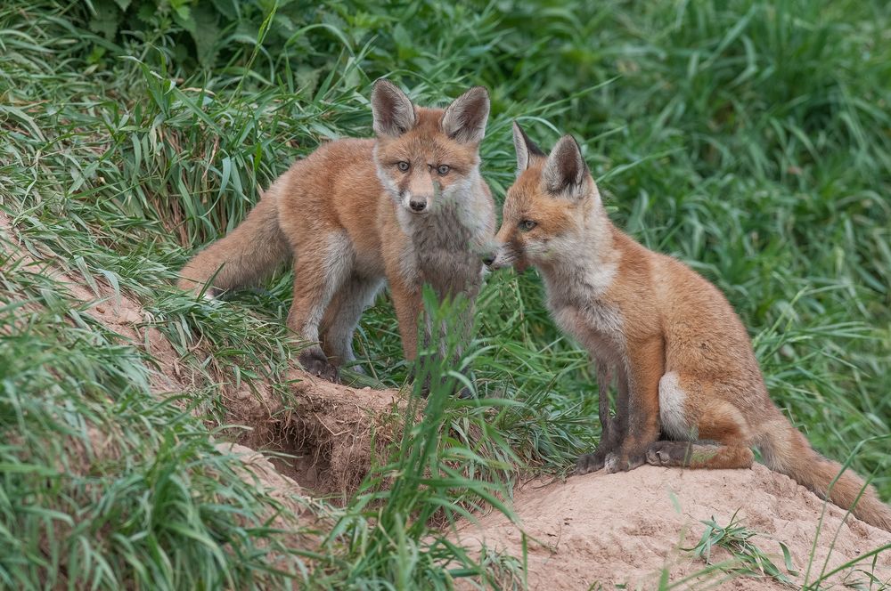 Fuchs Welpen --- ( Vulpes vulpes ) Foto & Bild | fotos, natur, tiere ...