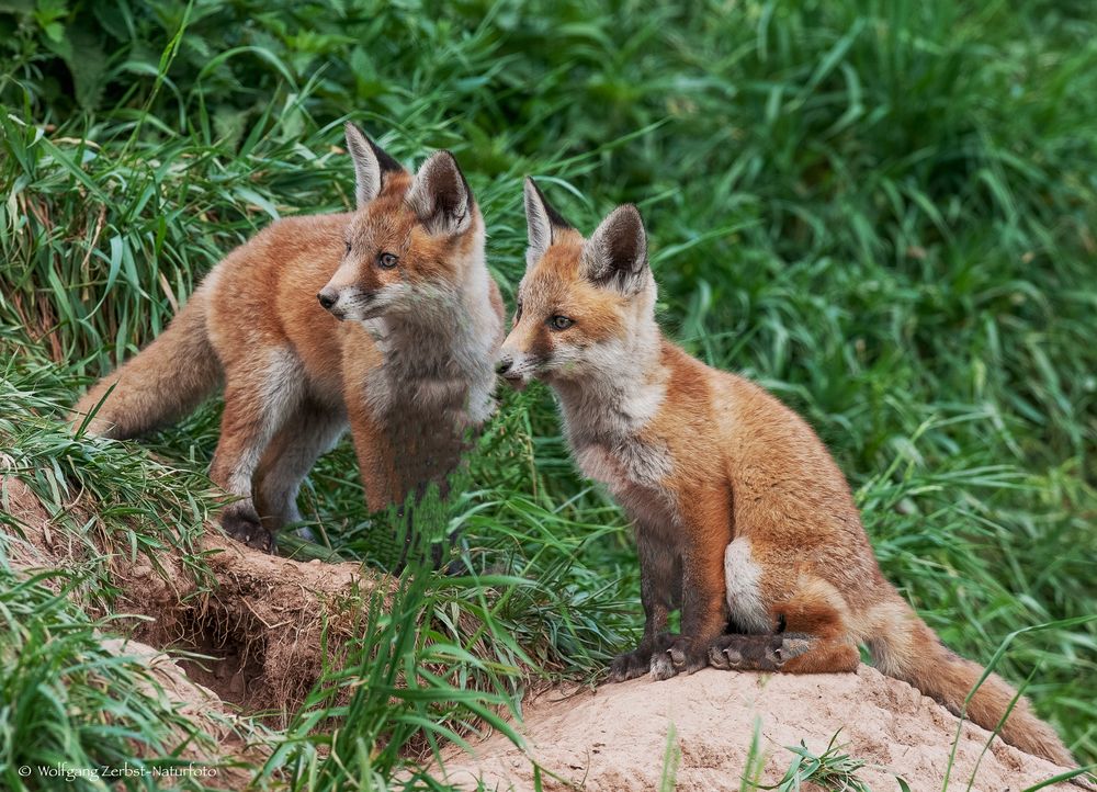 - FUCHS WELPEN - ( Vulpes vulpes ) Nr.: 1 Foto & Bild | fotos, world ...