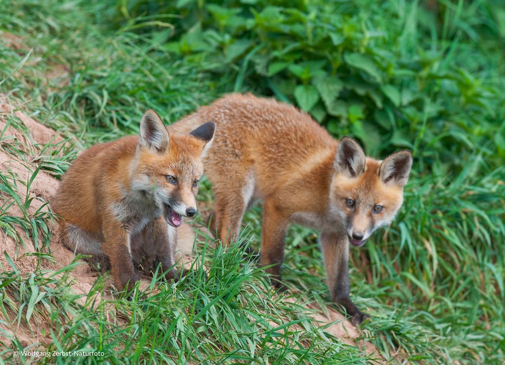 Fuchs Welpen -- ( Vulpus vulpus ) Foto & Bild | fotos, winter, frühling ...