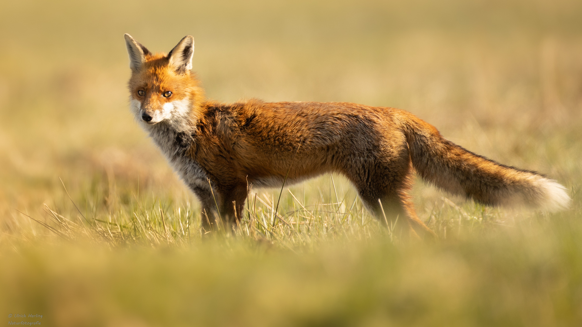 Fuchs5-1 Foto & Bild | natur, tiere, wildlife Bilder auf fotocommunity