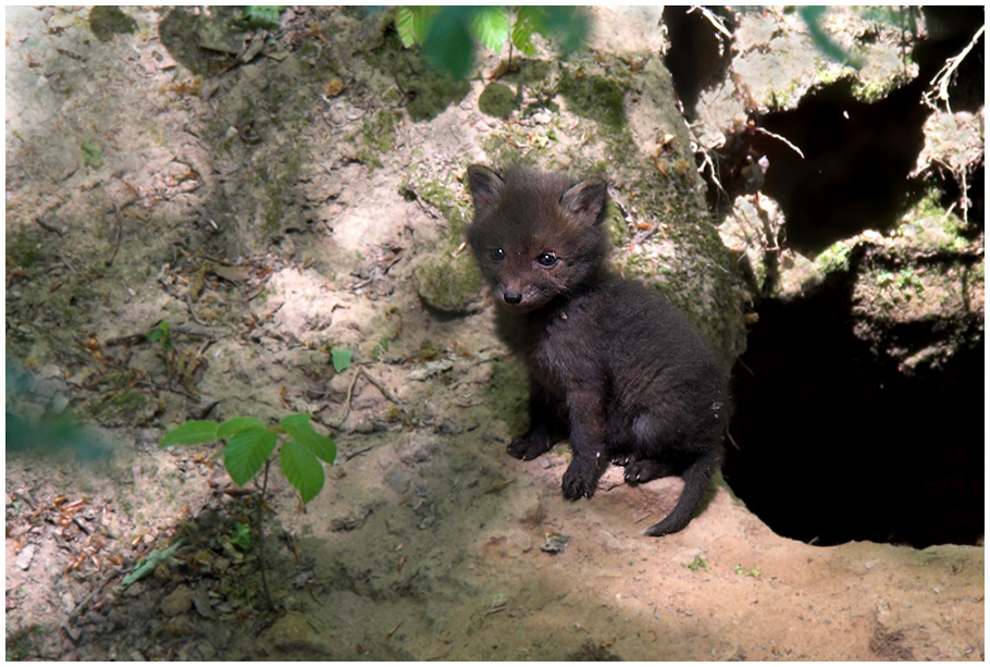 Fuchsbaby #2 Foto & Bild | tiere, wildlife, säugetiere Bilder auf ...